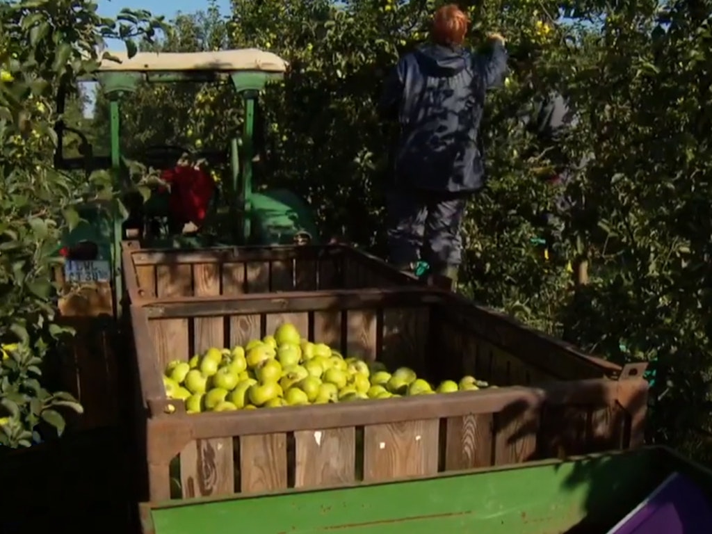 Bio Apfelmus kaufen | KoRo Germany
