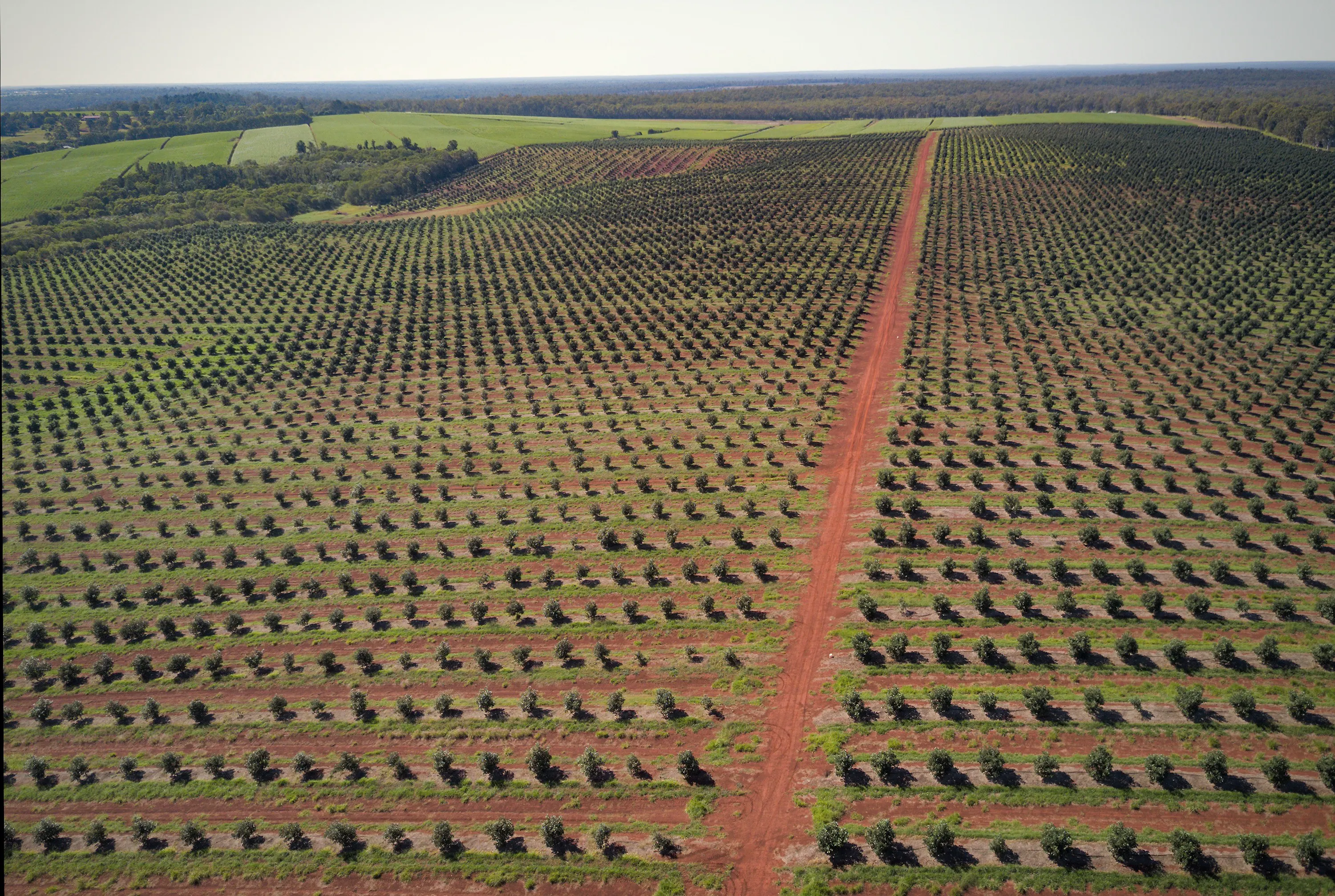 Geröstete und gesalzene Bio Macadamia Kerne kaufen | KoRo