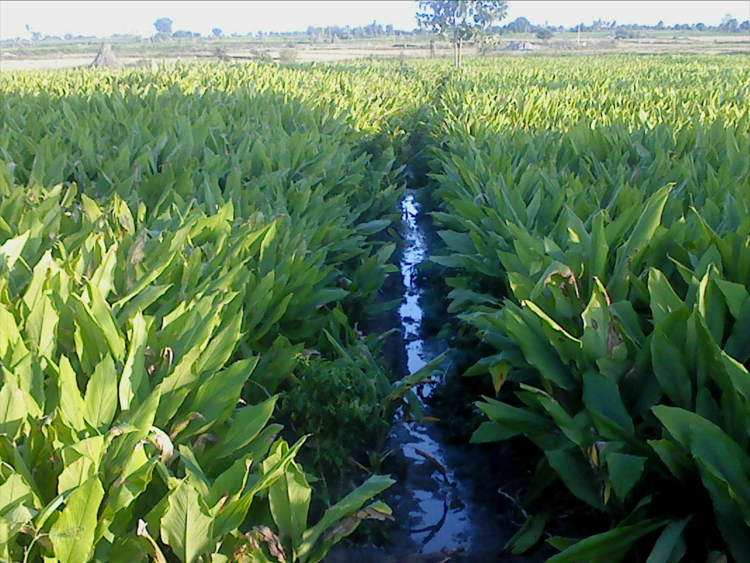 Bio Kurkuma-Pulver online kaufen | 1 kg | KoRo