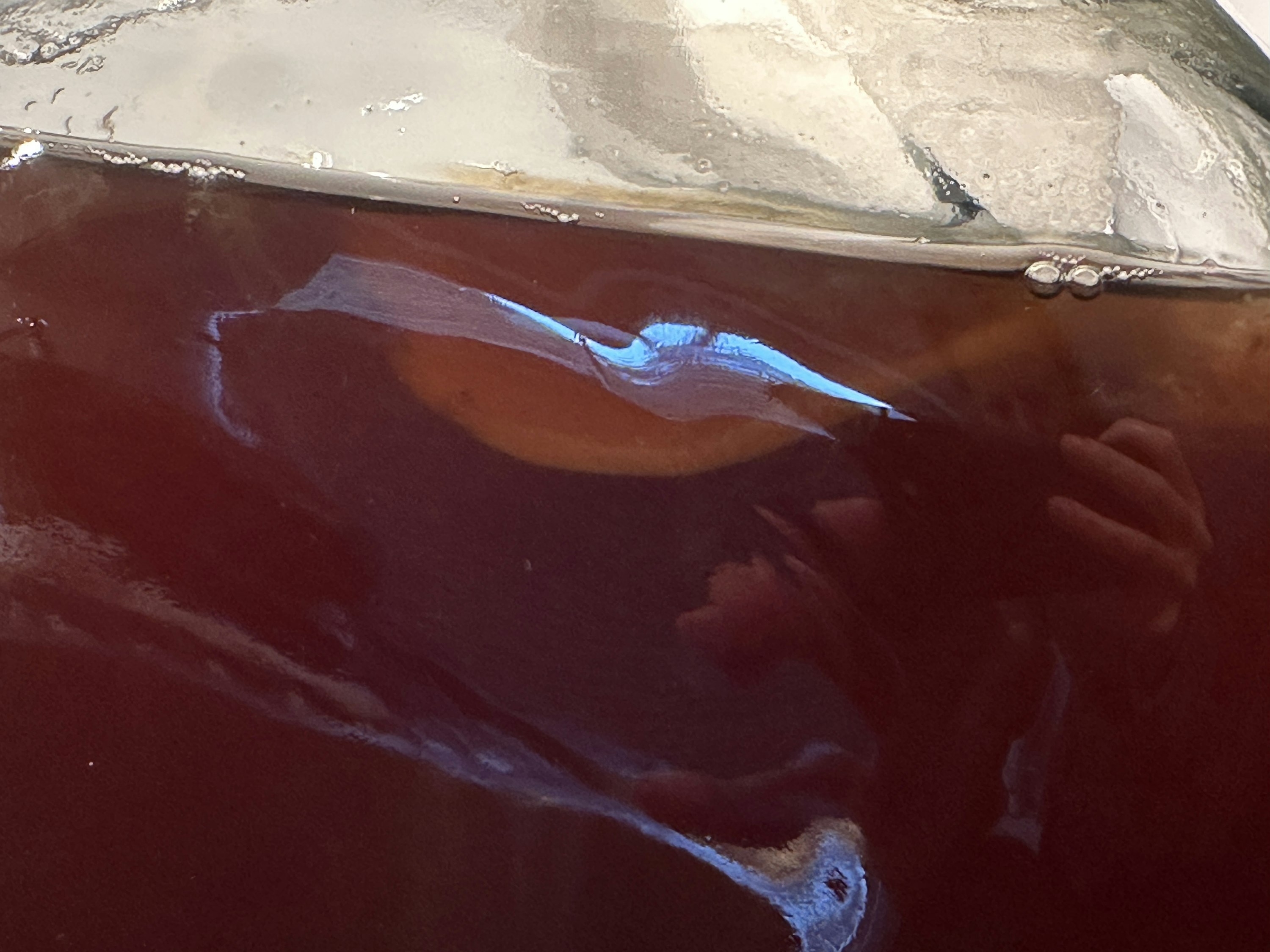 Køb økologisk kombucha scoby | KoRo