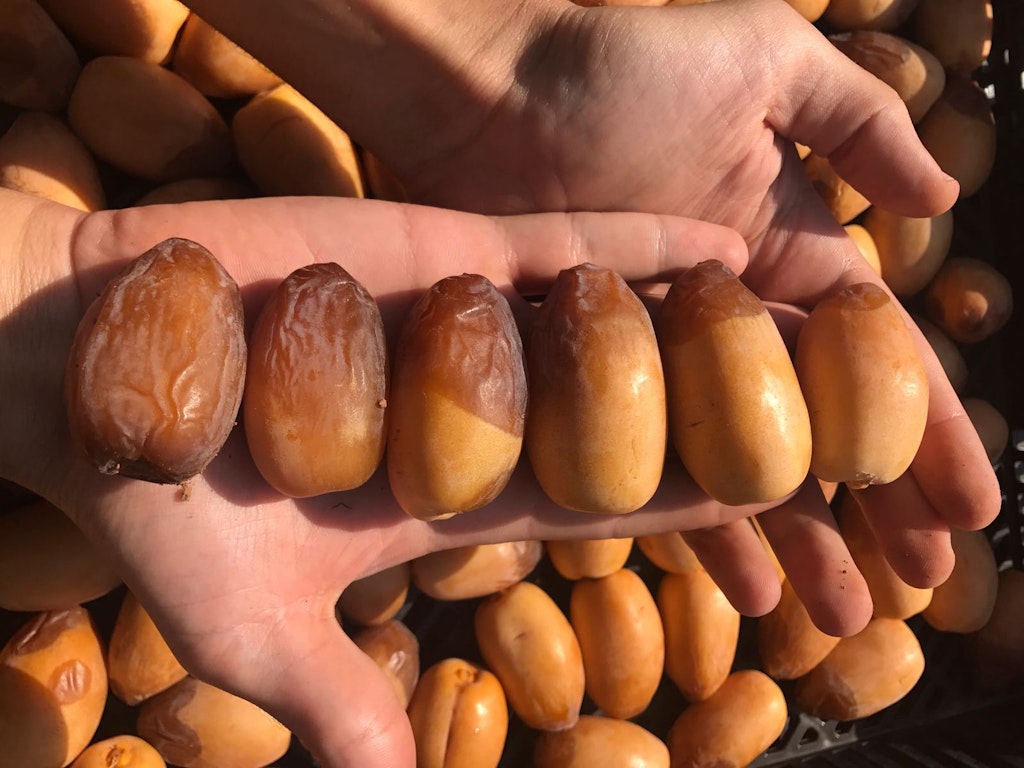 Deglet Nour dates without pits 1 kg for sale | KoRo Swiss