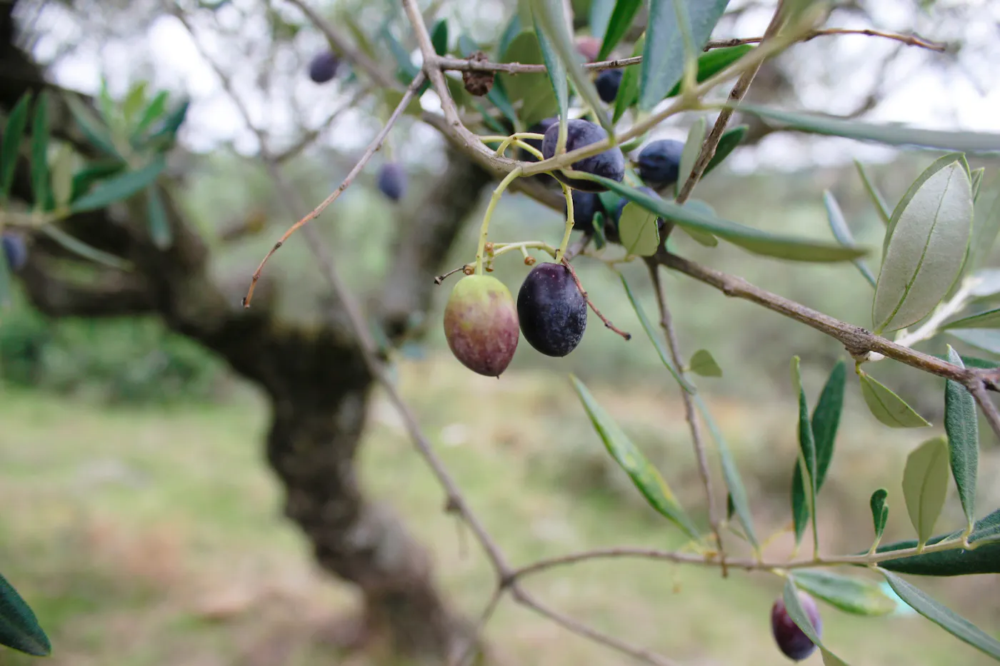 Bio Kalamata Oliven kaufen | KoRo