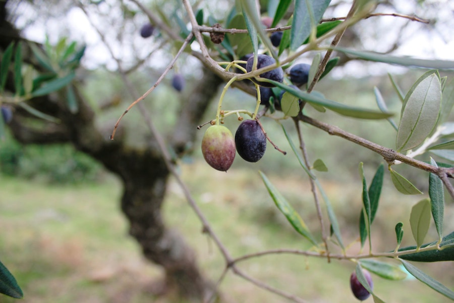 Bio Kalamata Oliven kaufen | KoRo