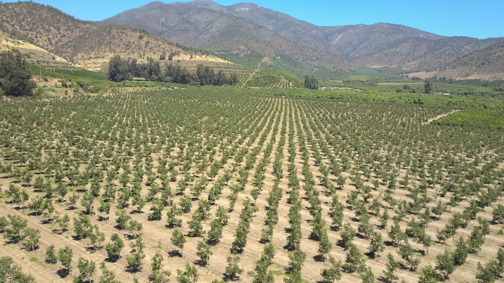 Cerneaux de noix 1 kg à acheter en ligne | KoRo